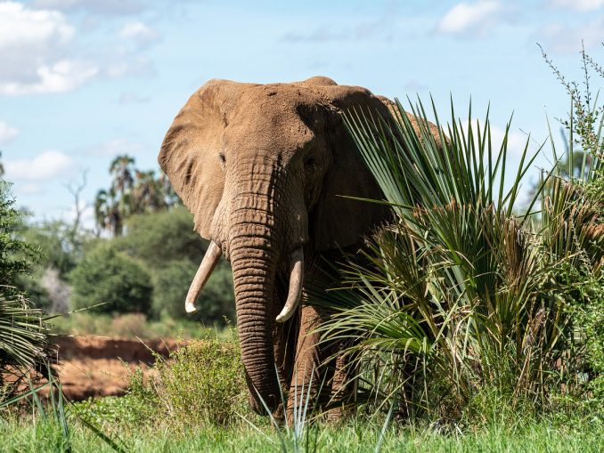 Postfix 3系の SMTPUTF8 を試してみた | SIOS Tech. Lab