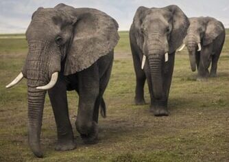 Cloud Native PostgreSQLのライセンス投入 | SIOS Tech Lab