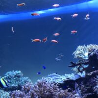 Microsoft Graph PowerShell でライセンス操作 | SIOS Tech Lab