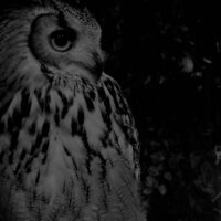 【PHP】htmlspecialchars関数でXSS対策をしてみた | SIOS Tech. Lab